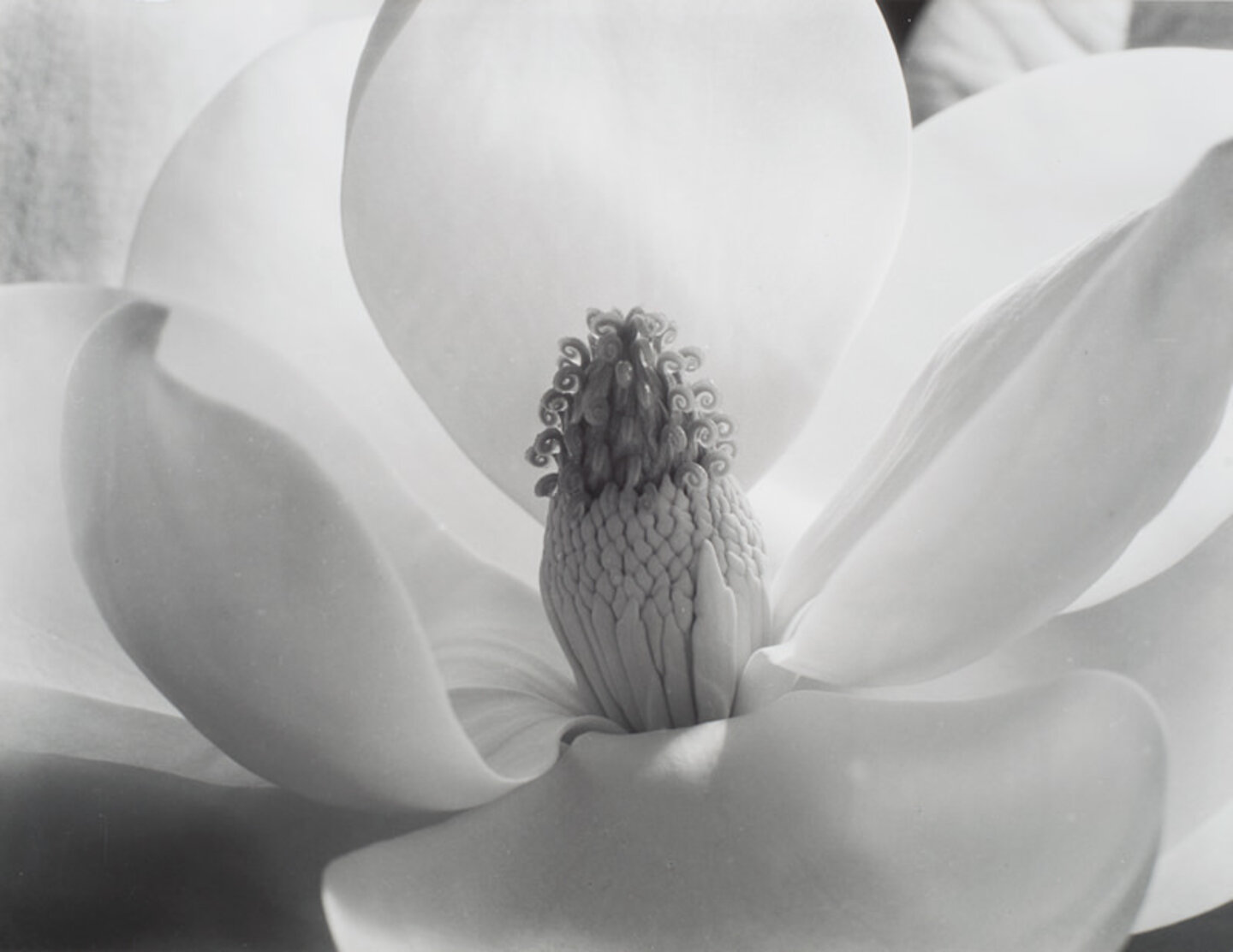 Imogen Cunningham | Sheldon Museum of Art | Nebraska